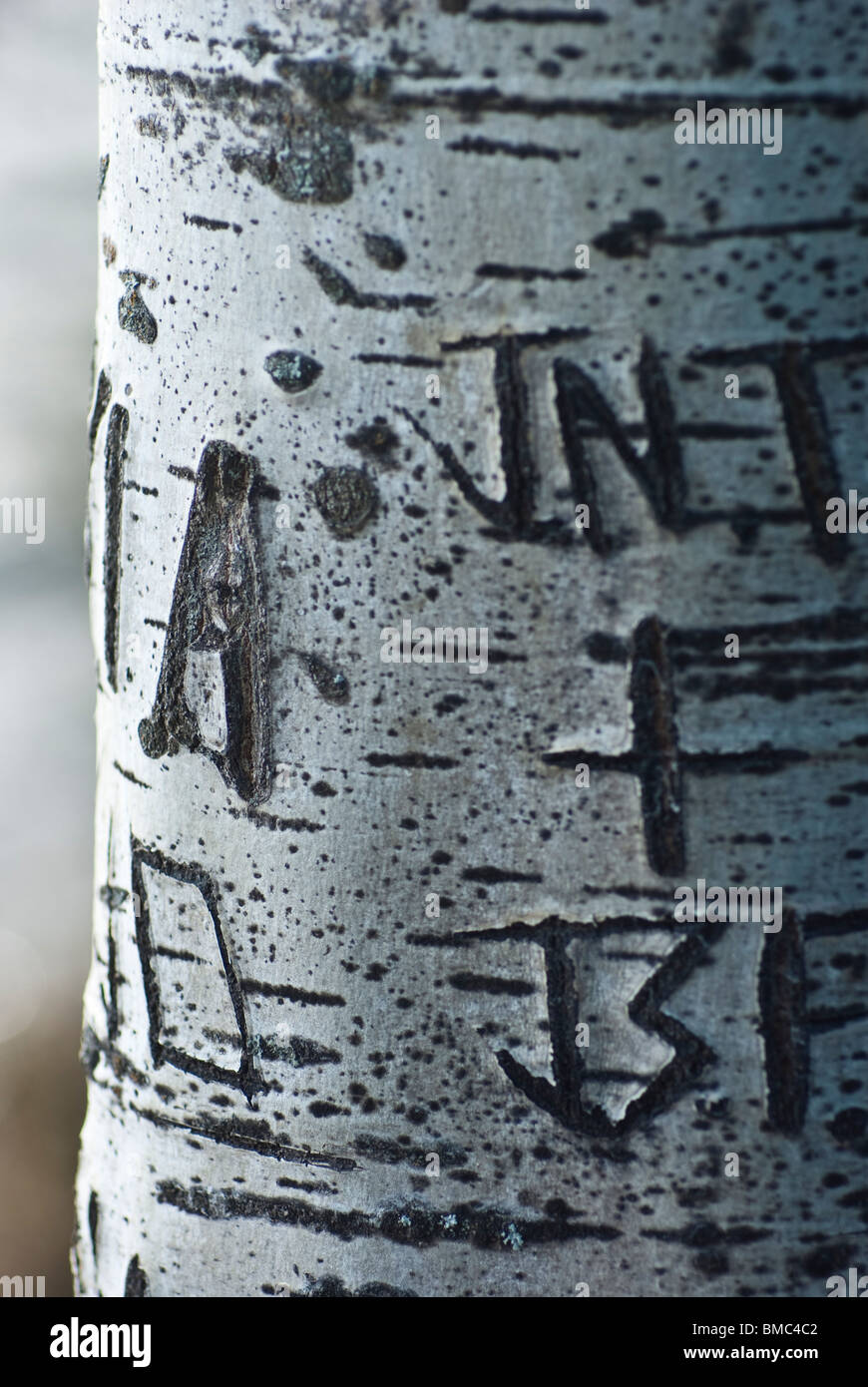 Initials Carved Tree High Resolution Stock Photography and Images - Alamy