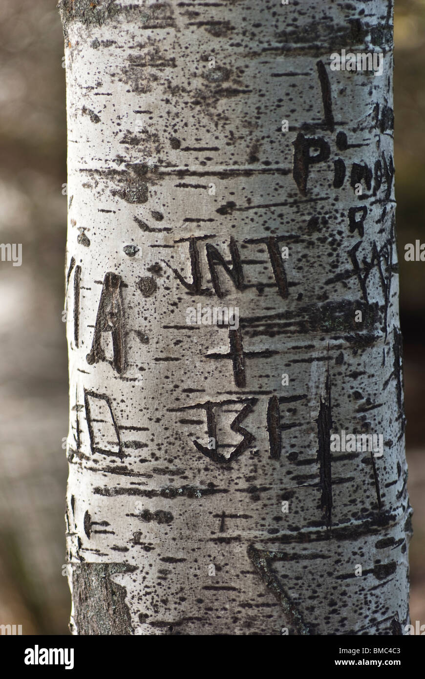 white birch tree with initials and words carved into the bark Stock ...