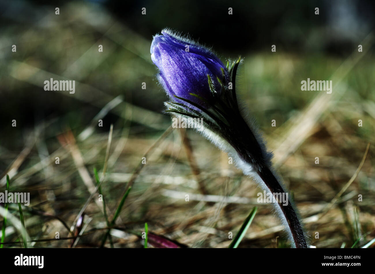 Blue crocus hi-res stock photography and images - Alamy