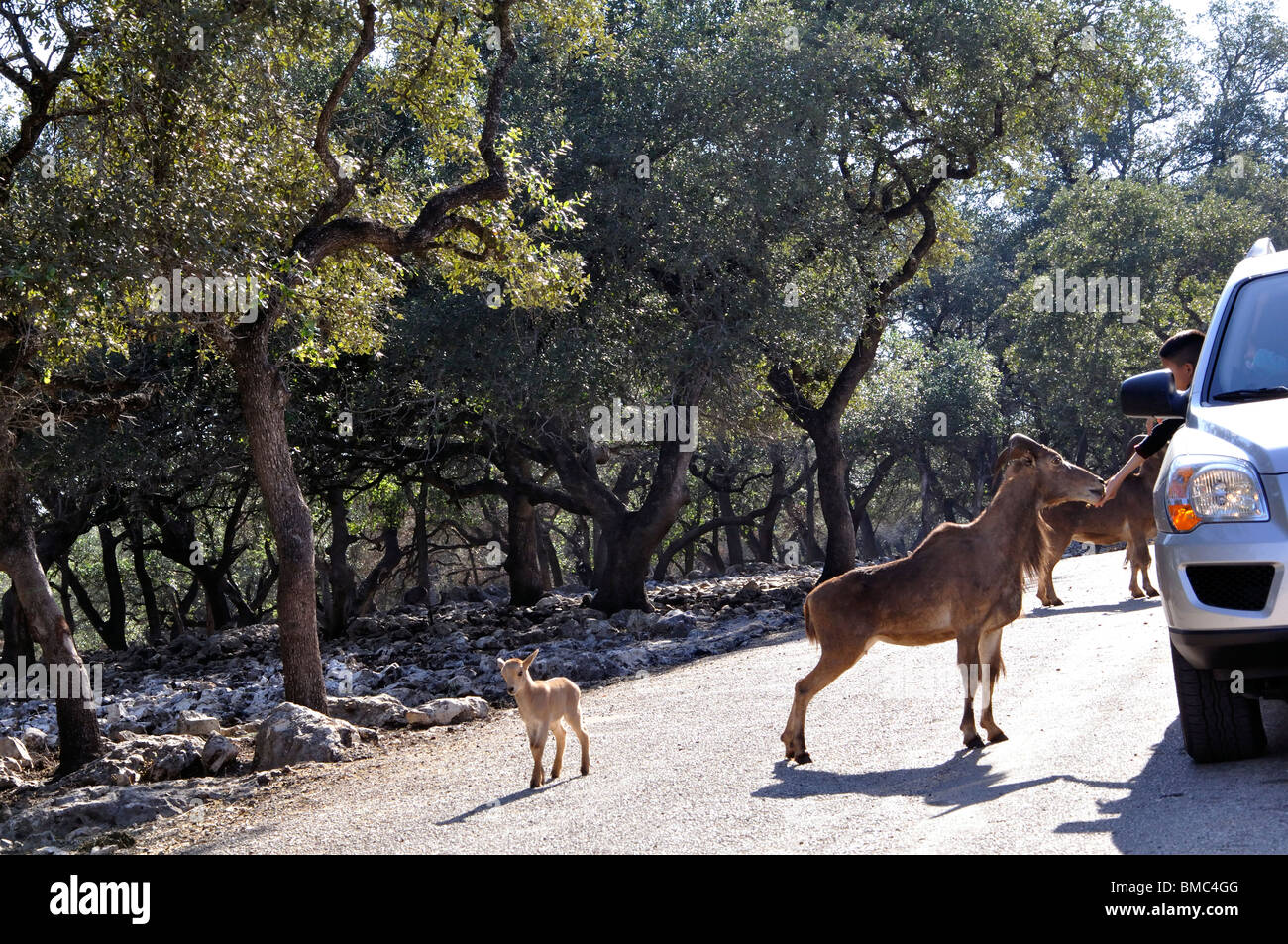 African Safari at Wildlife Ranch, Texas Hill Country, USA Stock Photo ...
