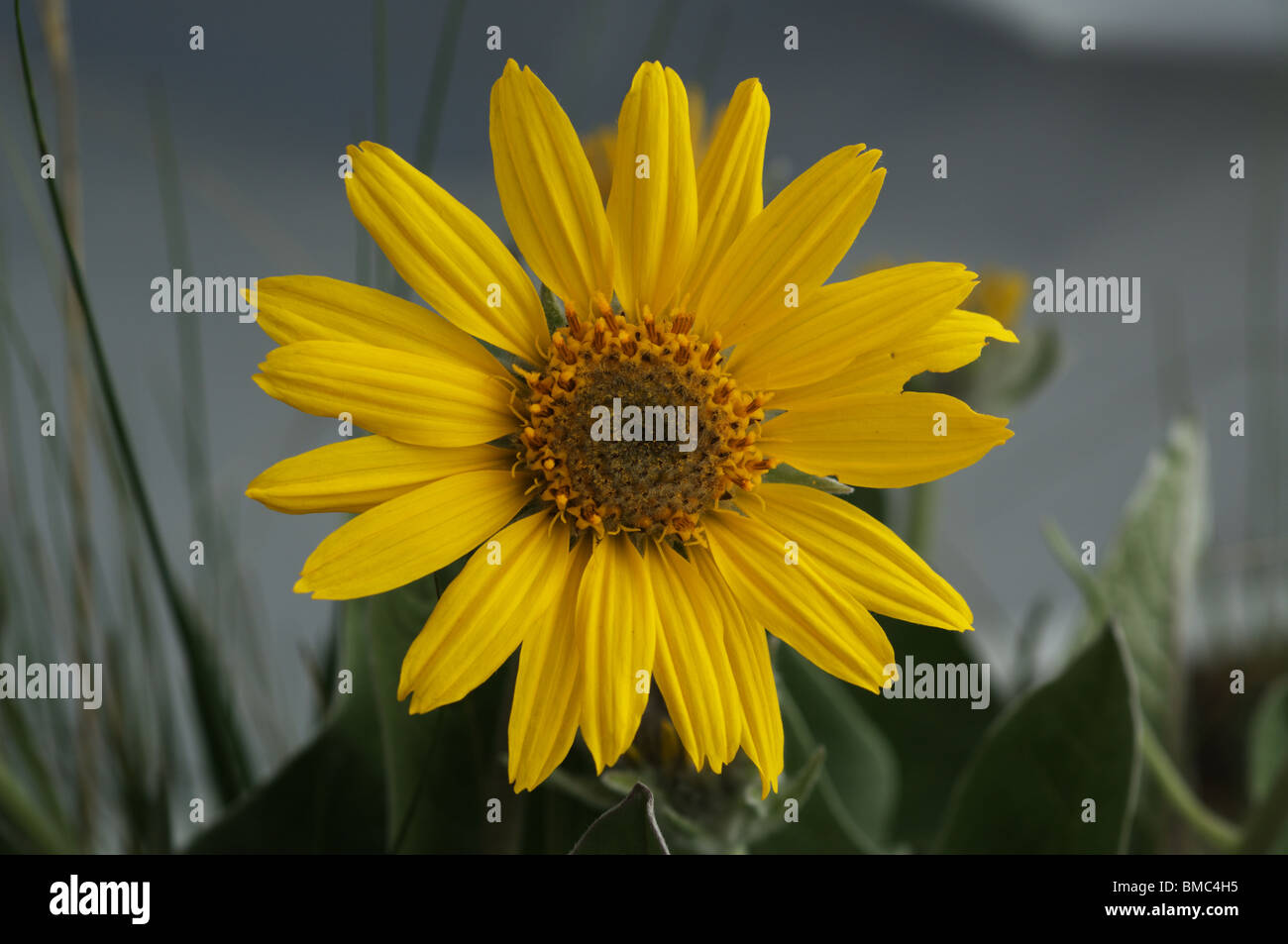 Balsam arrowroot hi-res stock photography and images - Alamy