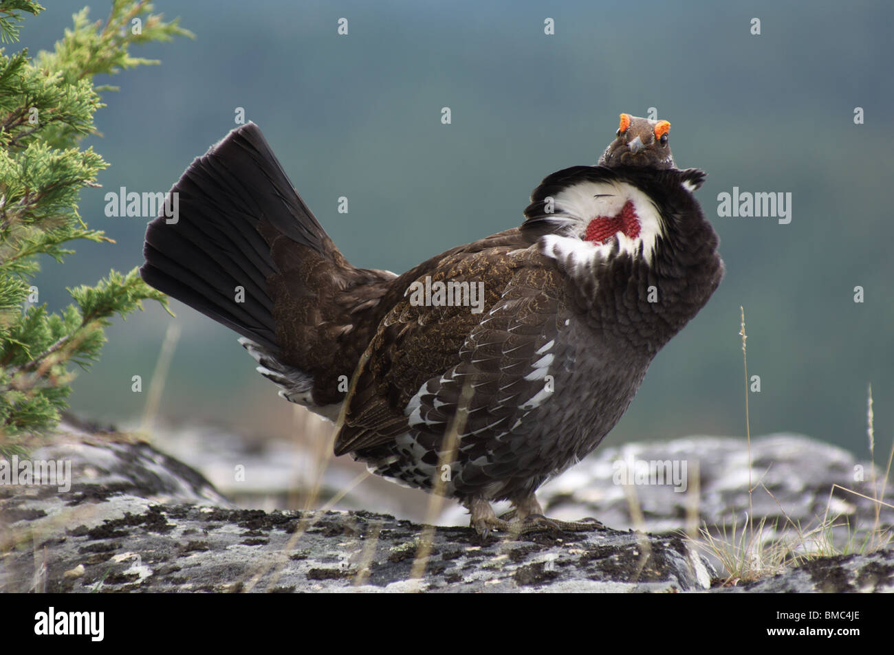 Blue grouse hi-res stock photography and images - Alamy