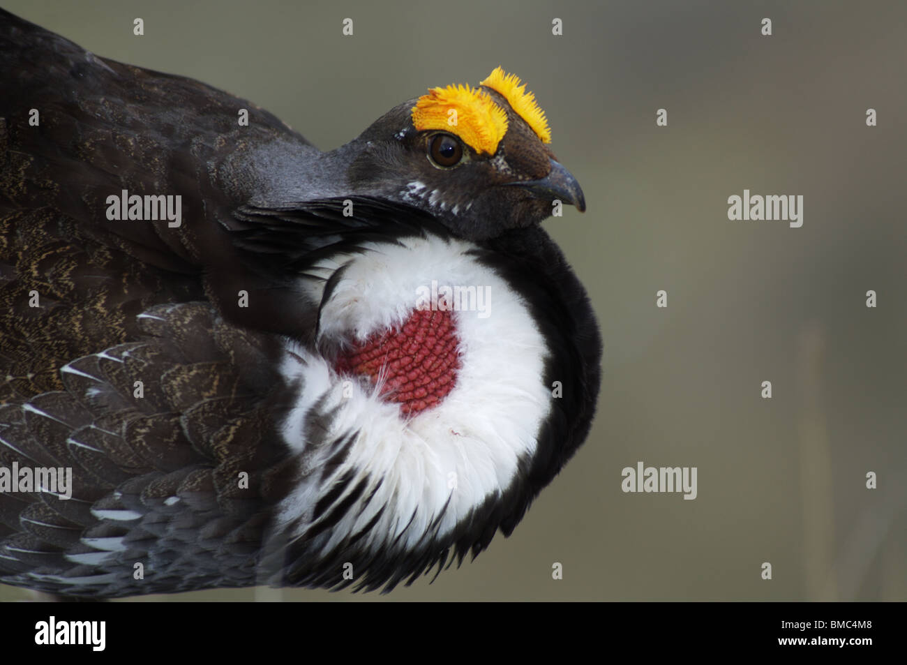 Male Blue Grouse displaying for hen while standing on rock Stock Photo ...