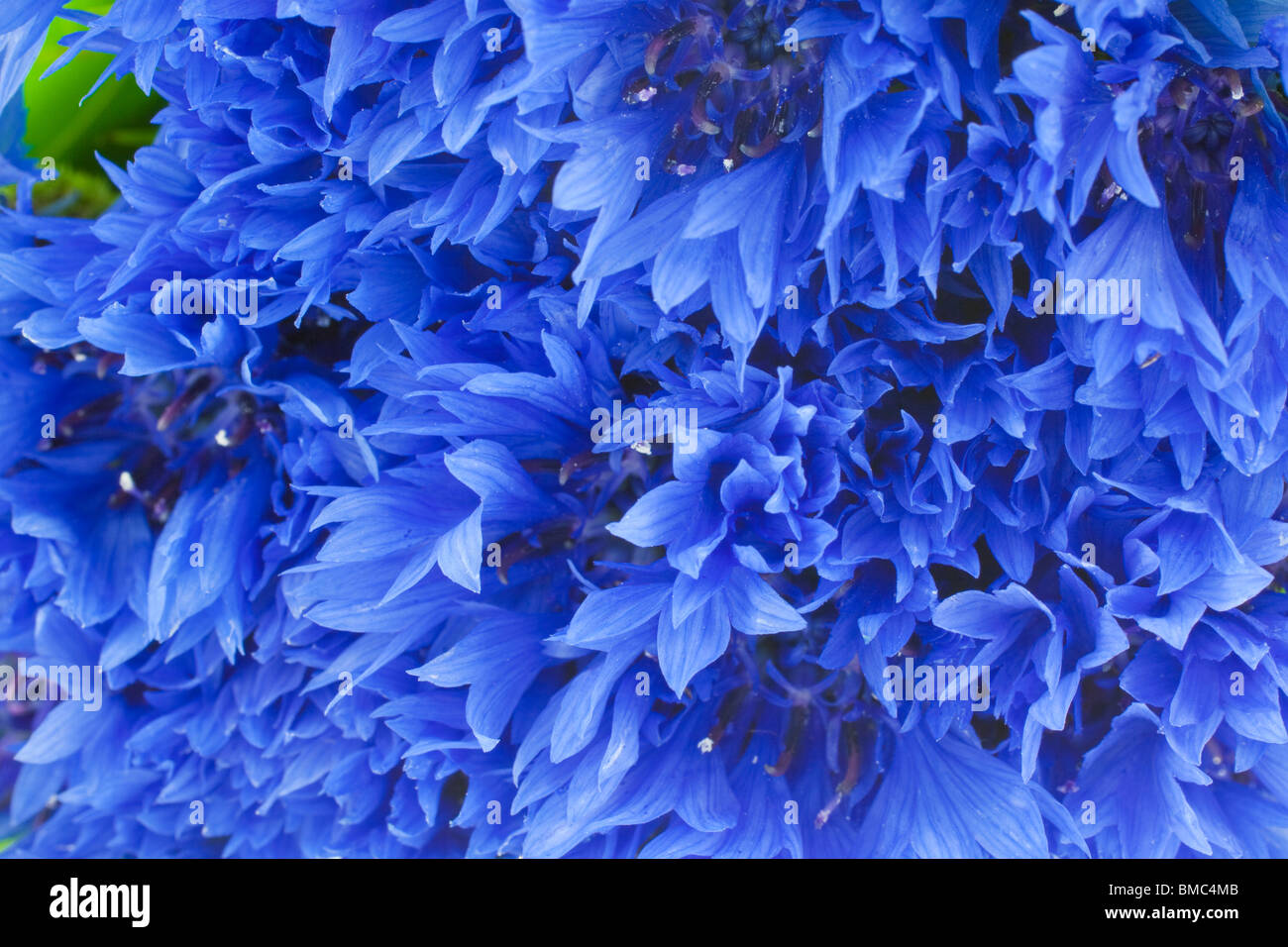 Blue flower head hi-res stock photography and images - Alamy