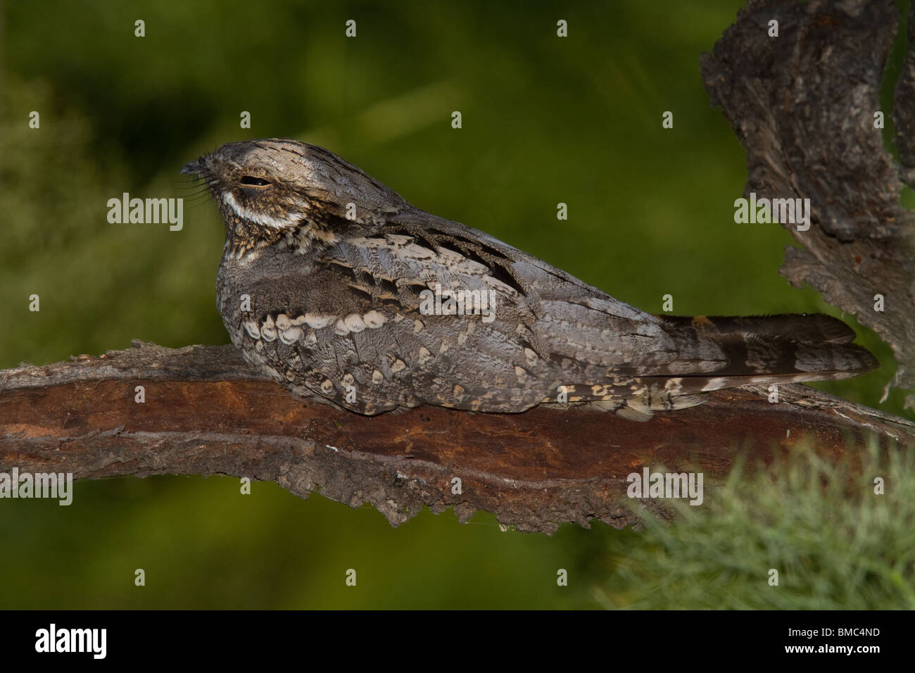 European nightjar caprimulgus europaeus hi-res stock photography and ...