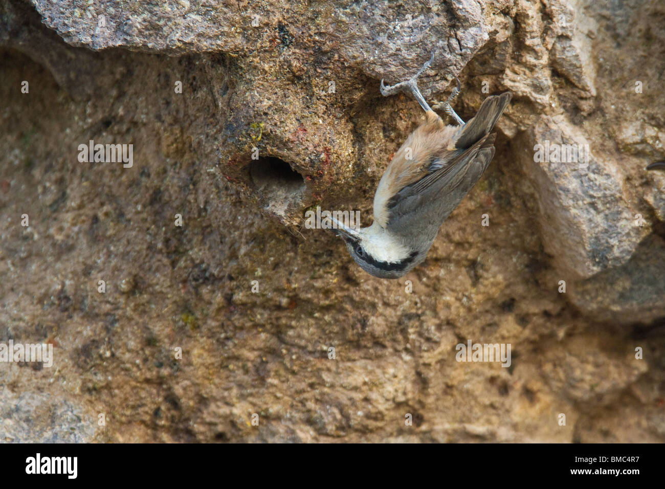 Rock nuthatch sitta neumayer hi-res stock photography and images - Alamy