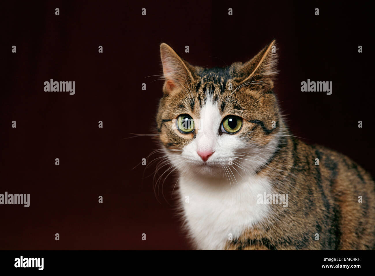 Katze Portrait / cat head Stock Photo - Alamy
