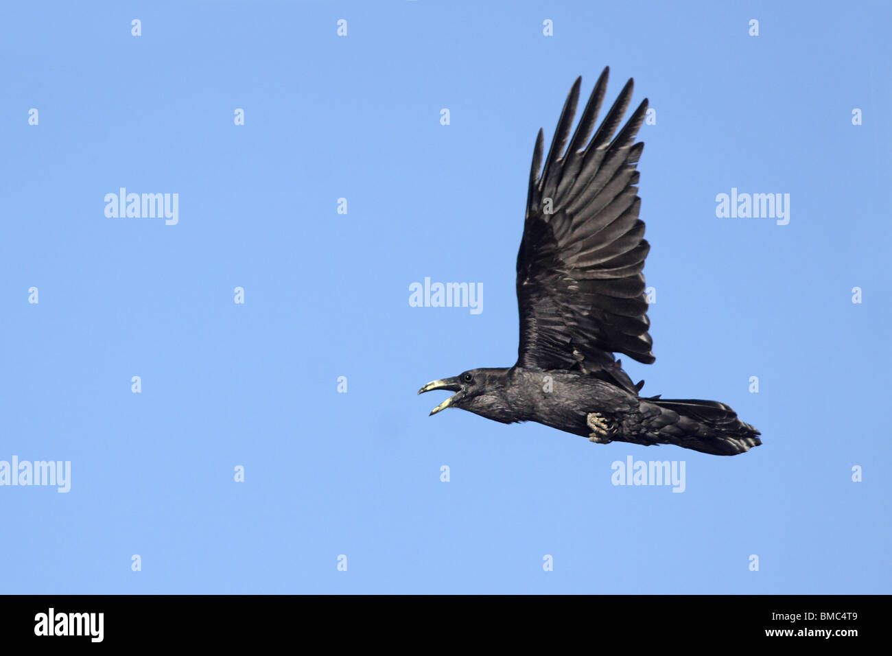 Chihuahuan raven hi-res stock photography and images - Alamy