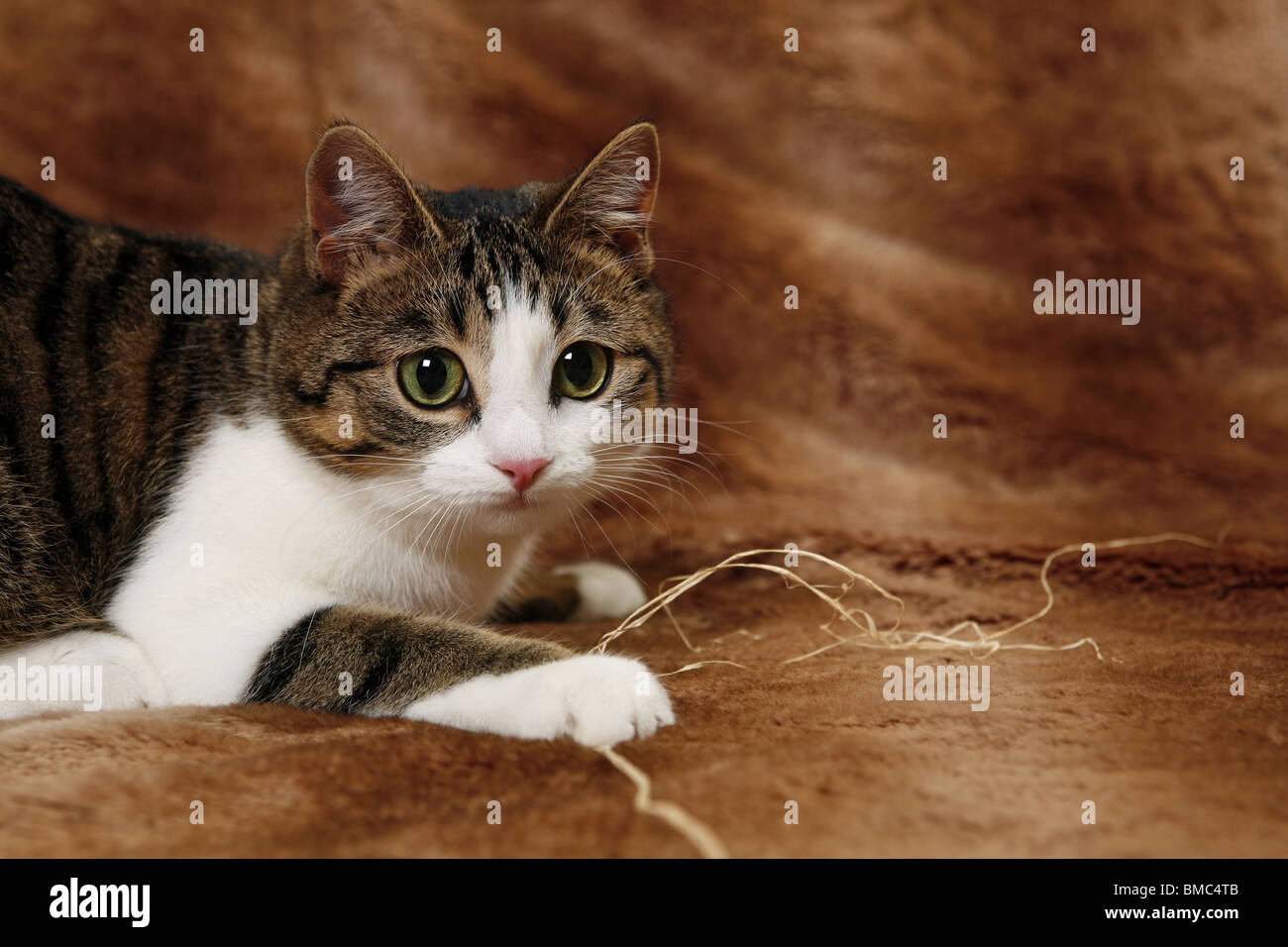 Studio katze hi-res stock photography and images - Alamy