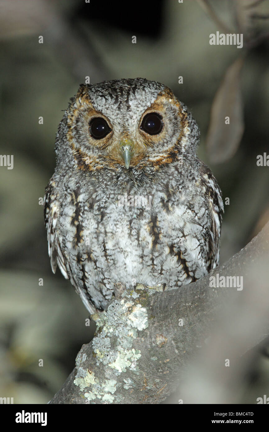 Flammulated owl hi-res stock photography and images - Alamy