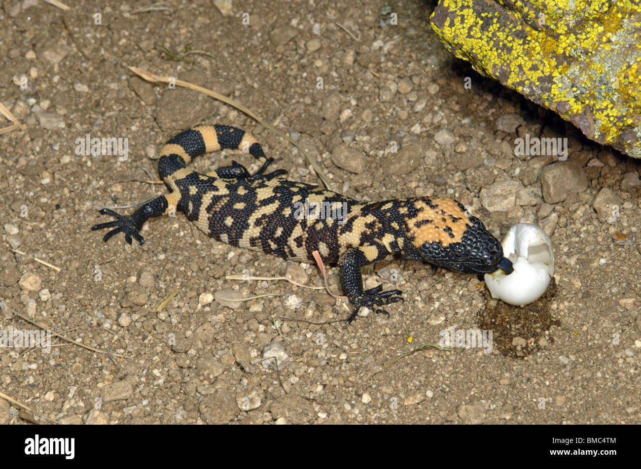 Gila Monster Eating Bugs