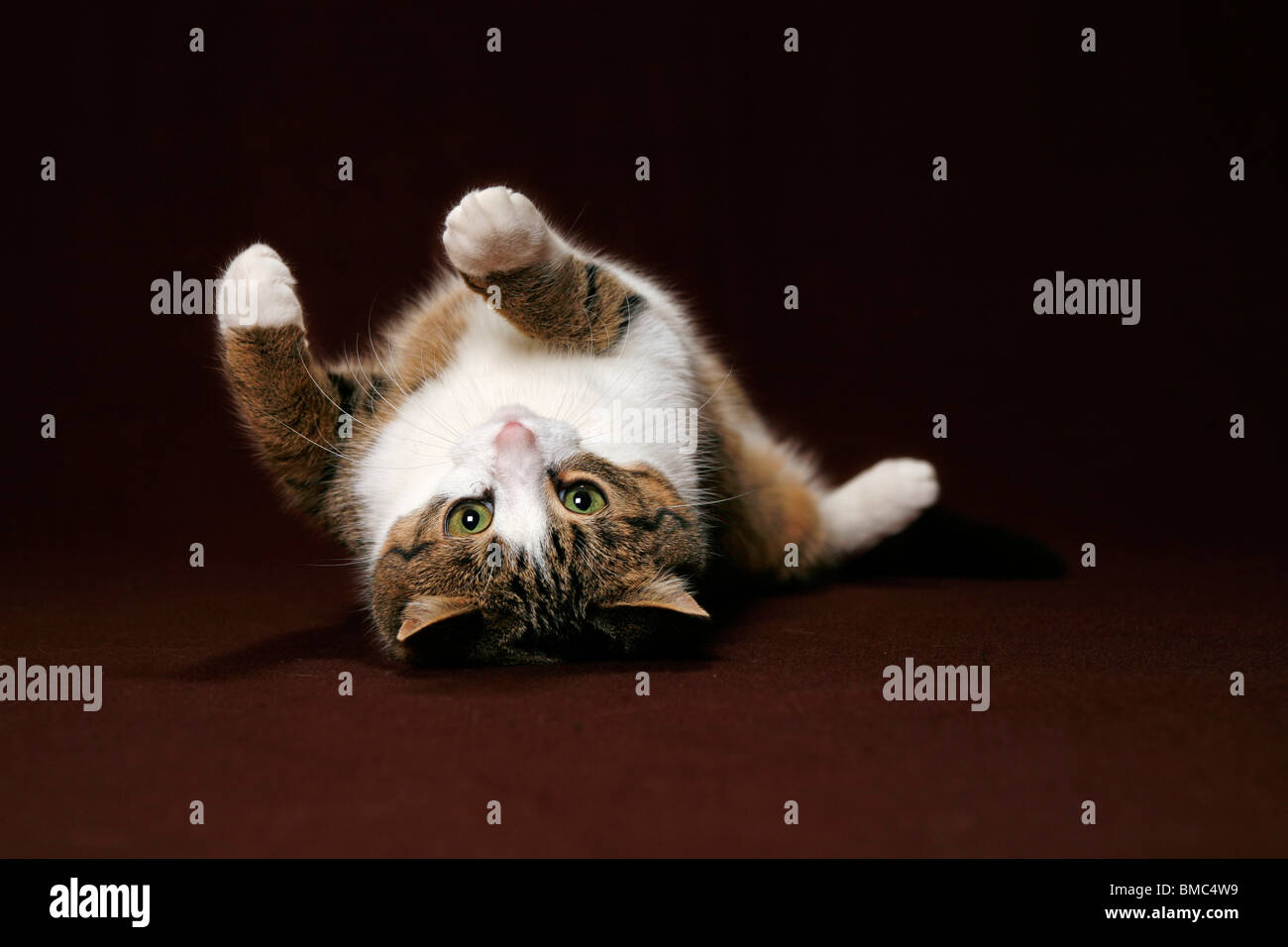 Walzende hi-res stock photography and images - Alamy