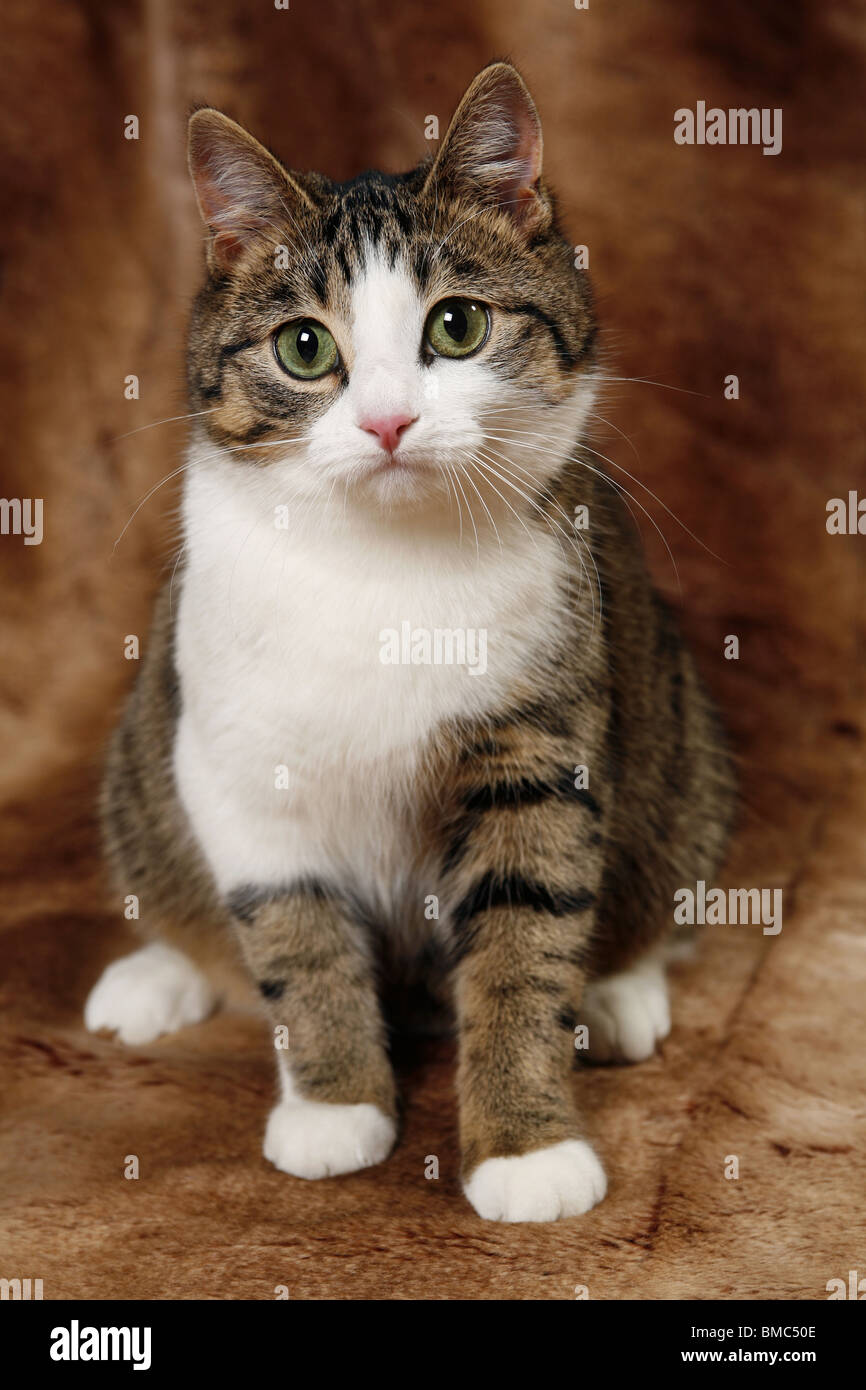 sitzende Katze / sitting cat Stock Photo - Alamy