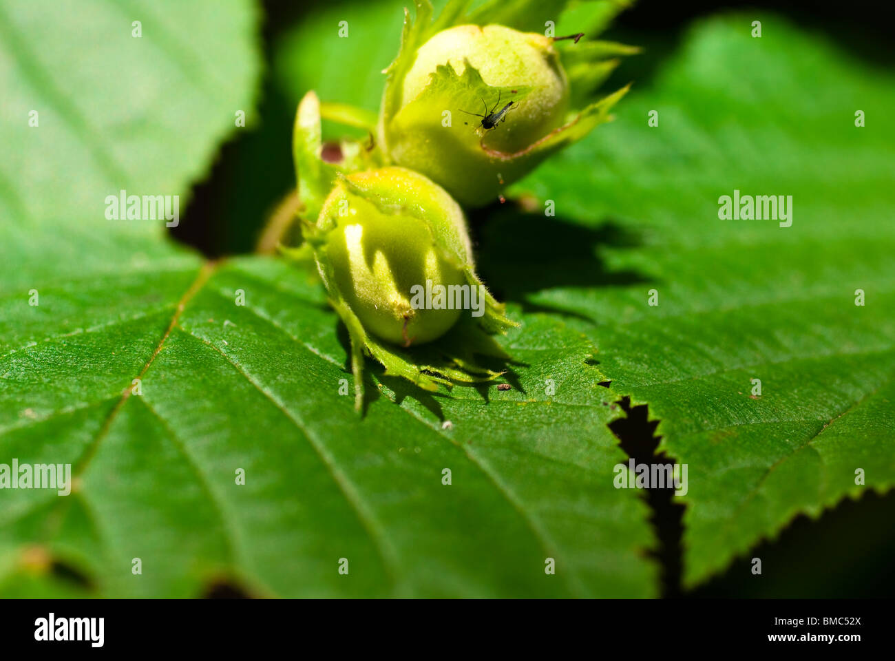 Nut fruits of birch trees hi-res stock photography and images - Alamy