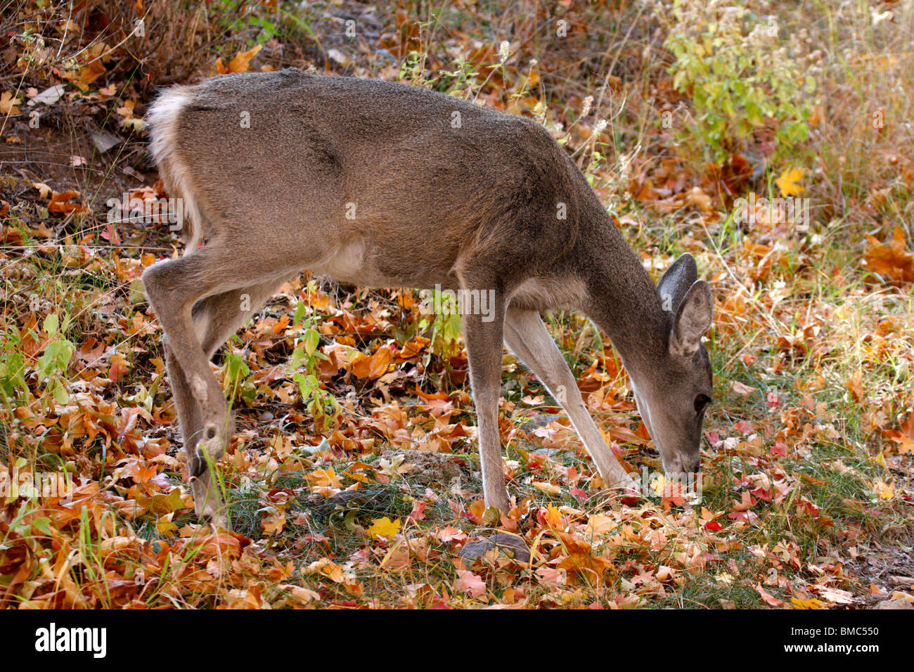 Coues deer hi-res stock photography and images - Alamy