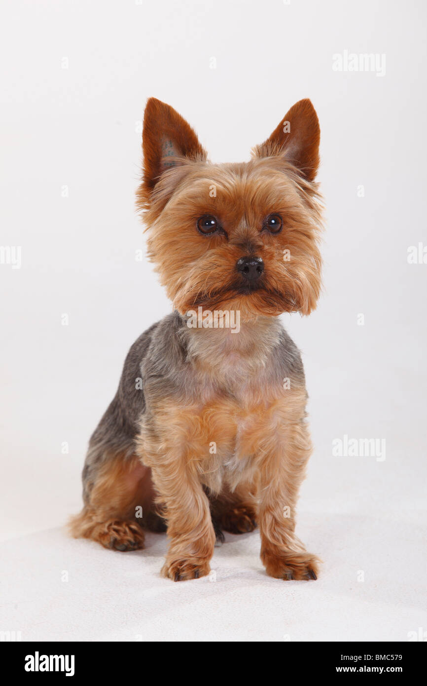 Male yorkshire terrier hi-res stock photography and images - Alamy
