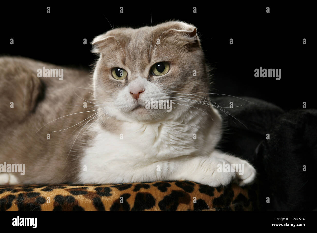 Schottische katze hi-res stock photography and images - Alamy