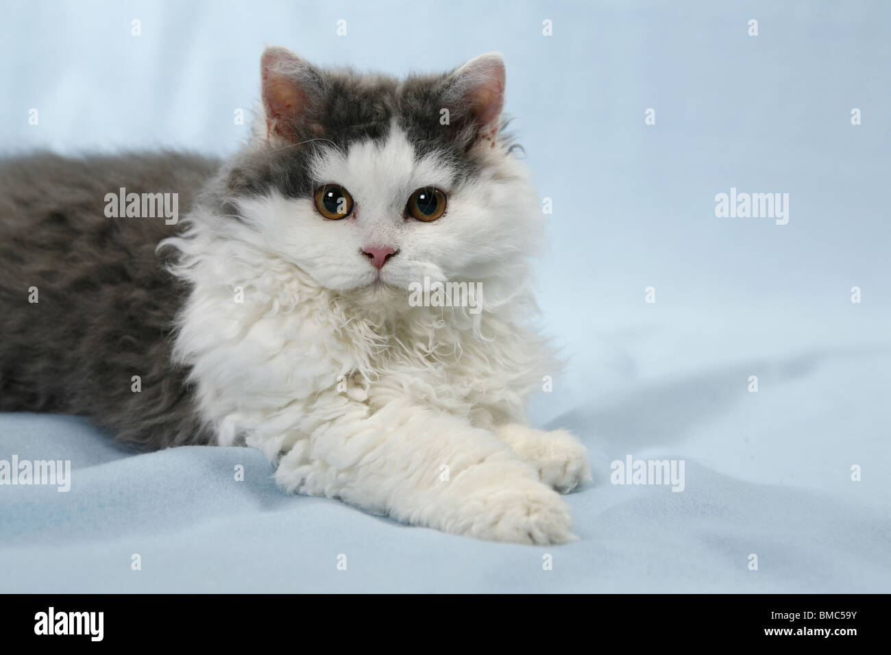 Rex katze hi-res stock photography and images - Alamy