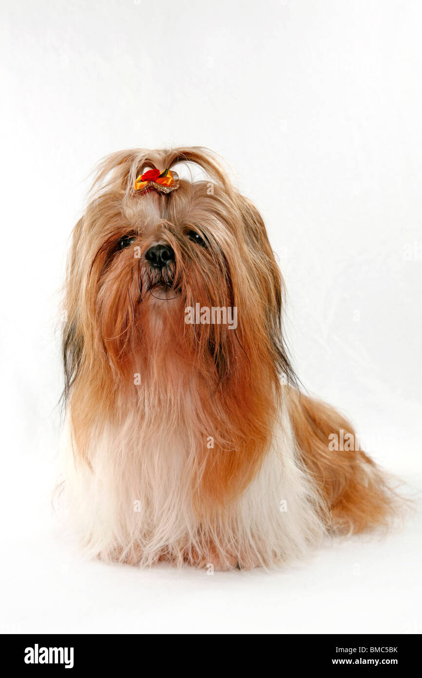 sitzender Shih Tzu / sitting Shih Tzu Stock Photo - Alamy