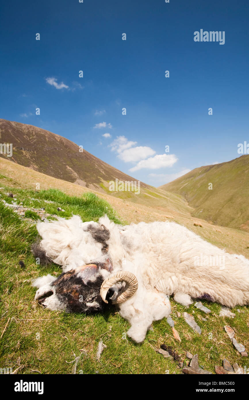 A dead sheep above Buttermere in the Lake district, UK Stock Photo - Alamy