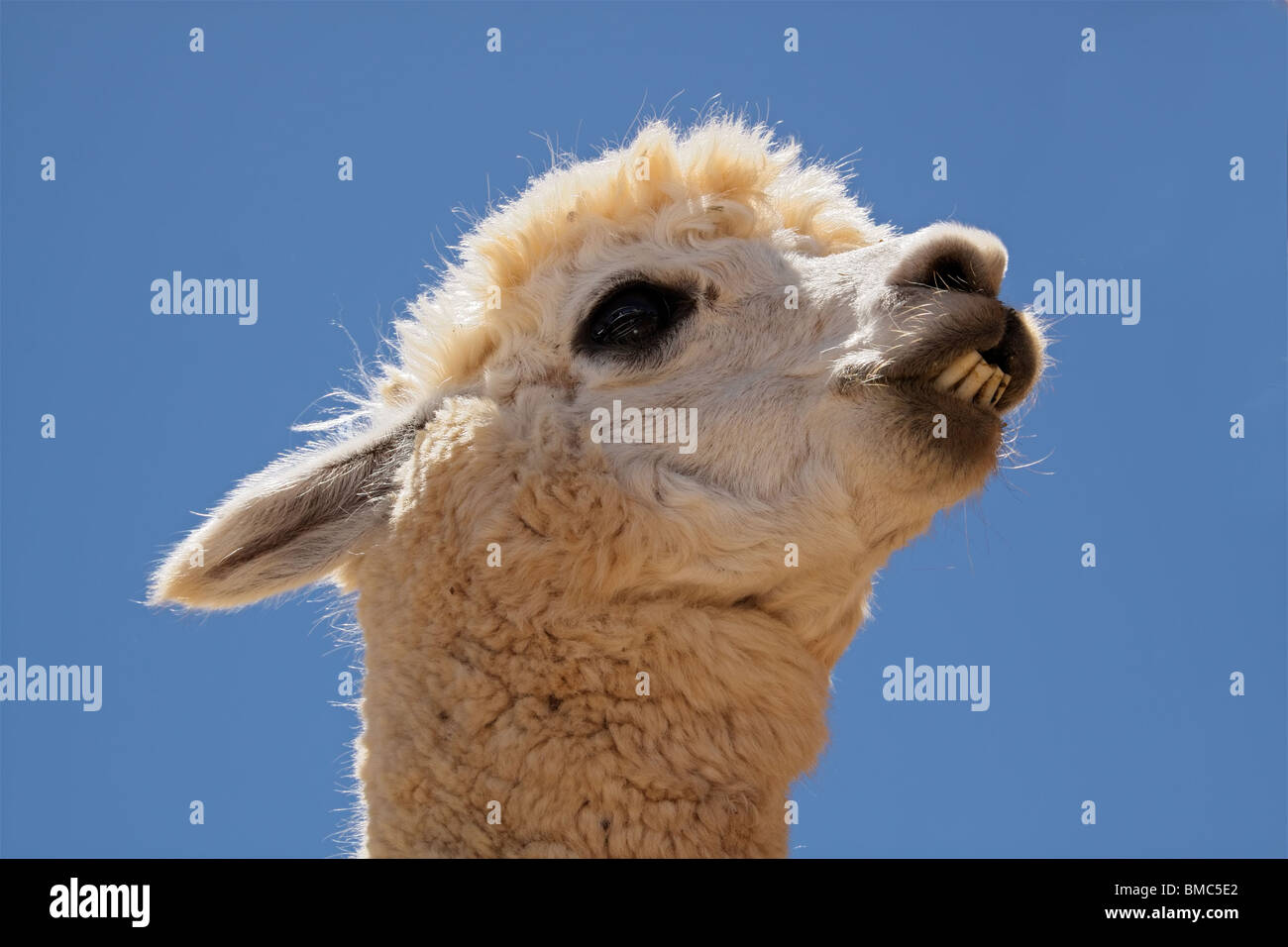 South american camelid mammal hi-res stock photography and images - Alamy