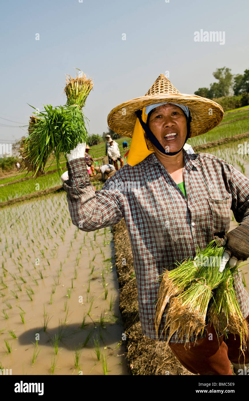 Paddy transplanting hi-res stock photography and images - Alamy
