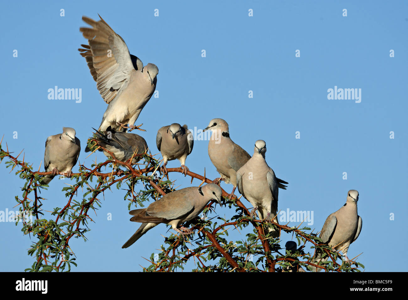 Doves hi-res stock photography and images - Alamy
