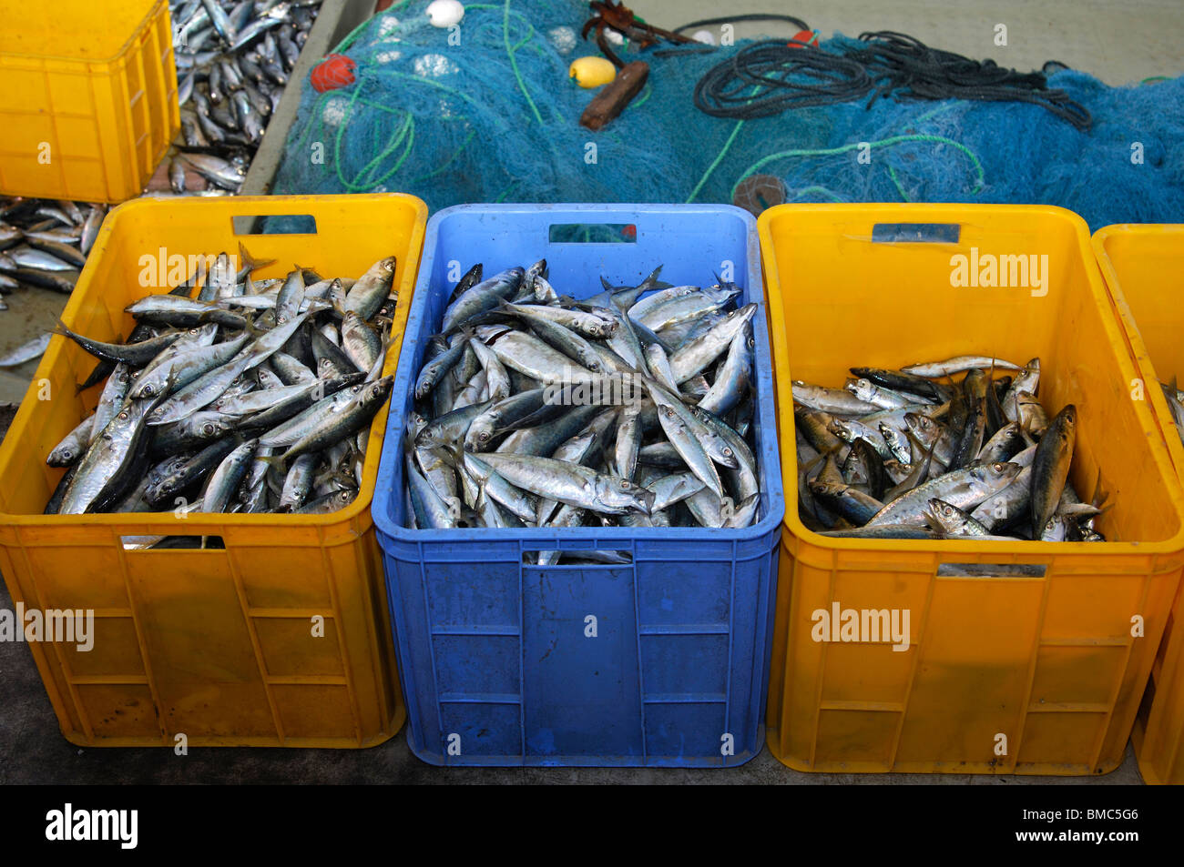 Plastic boxes storing freshly caught fish, Musandam, Sultanate of Oman ...