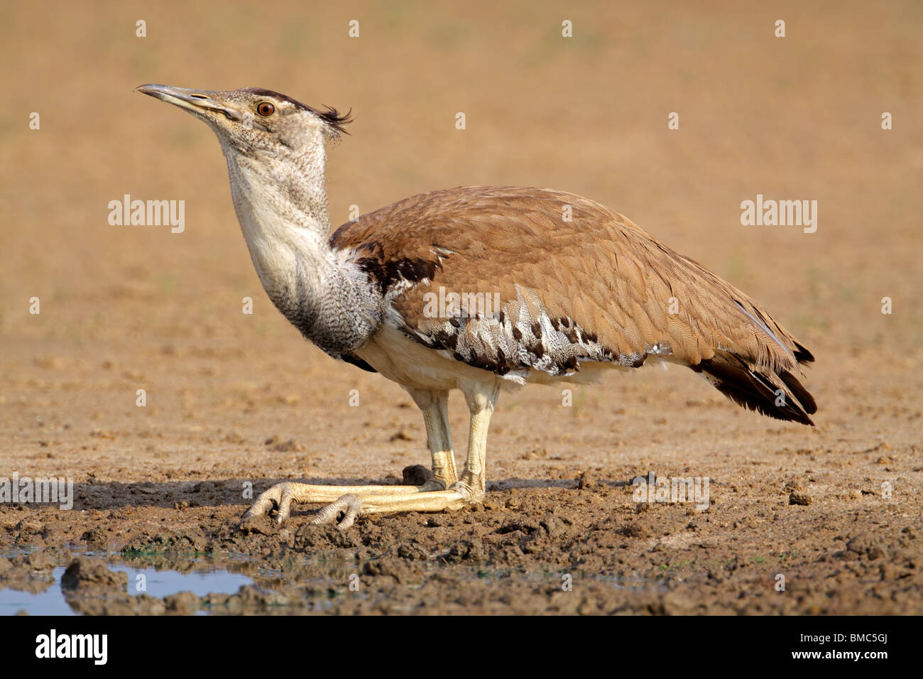 Kori bustard (Ardeotis kori) drinking water at a waterhole, Kalahari ...