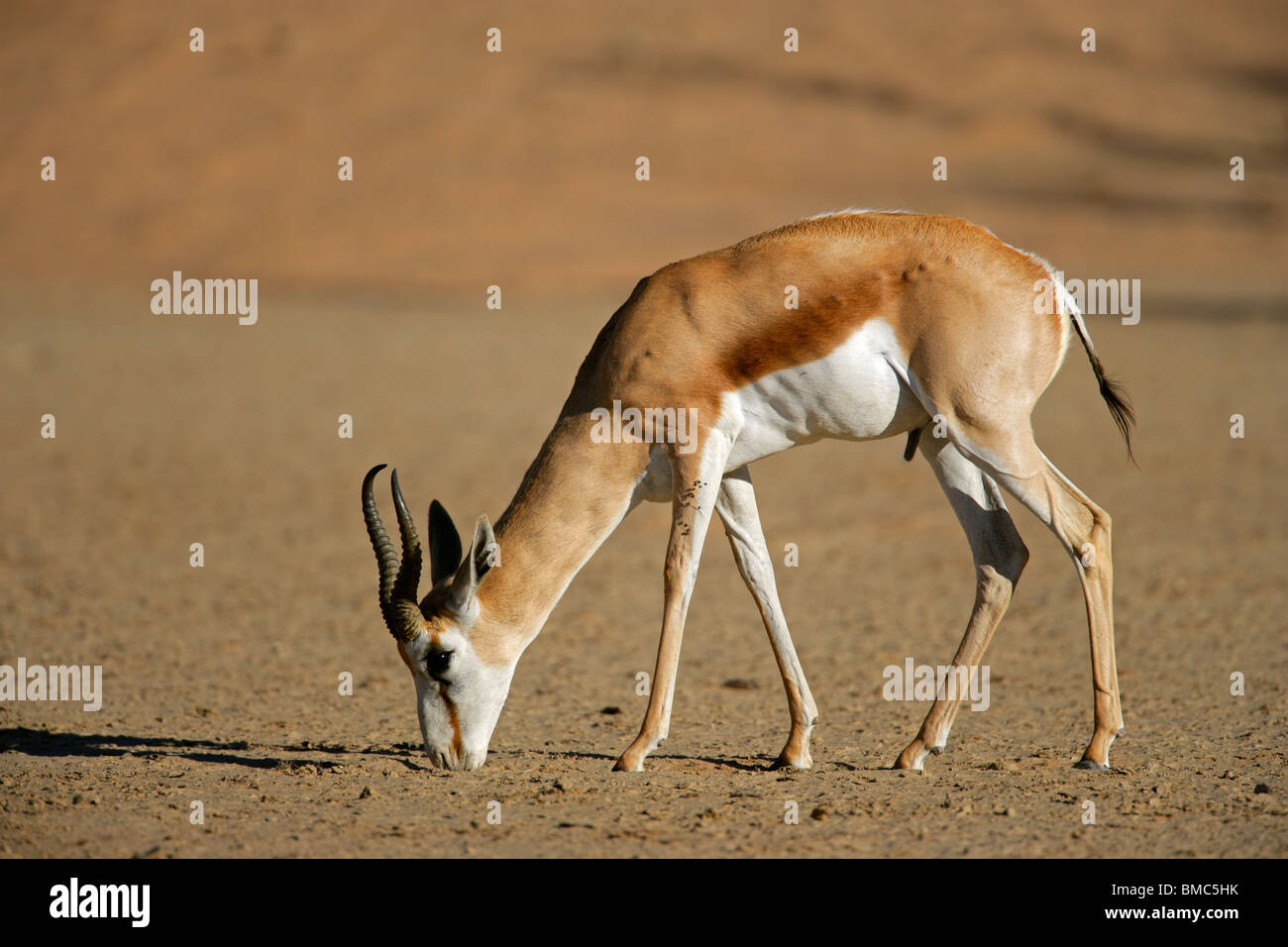 A springbok antelope (Antidorcas marsupialis), Kalahari desert, South ...