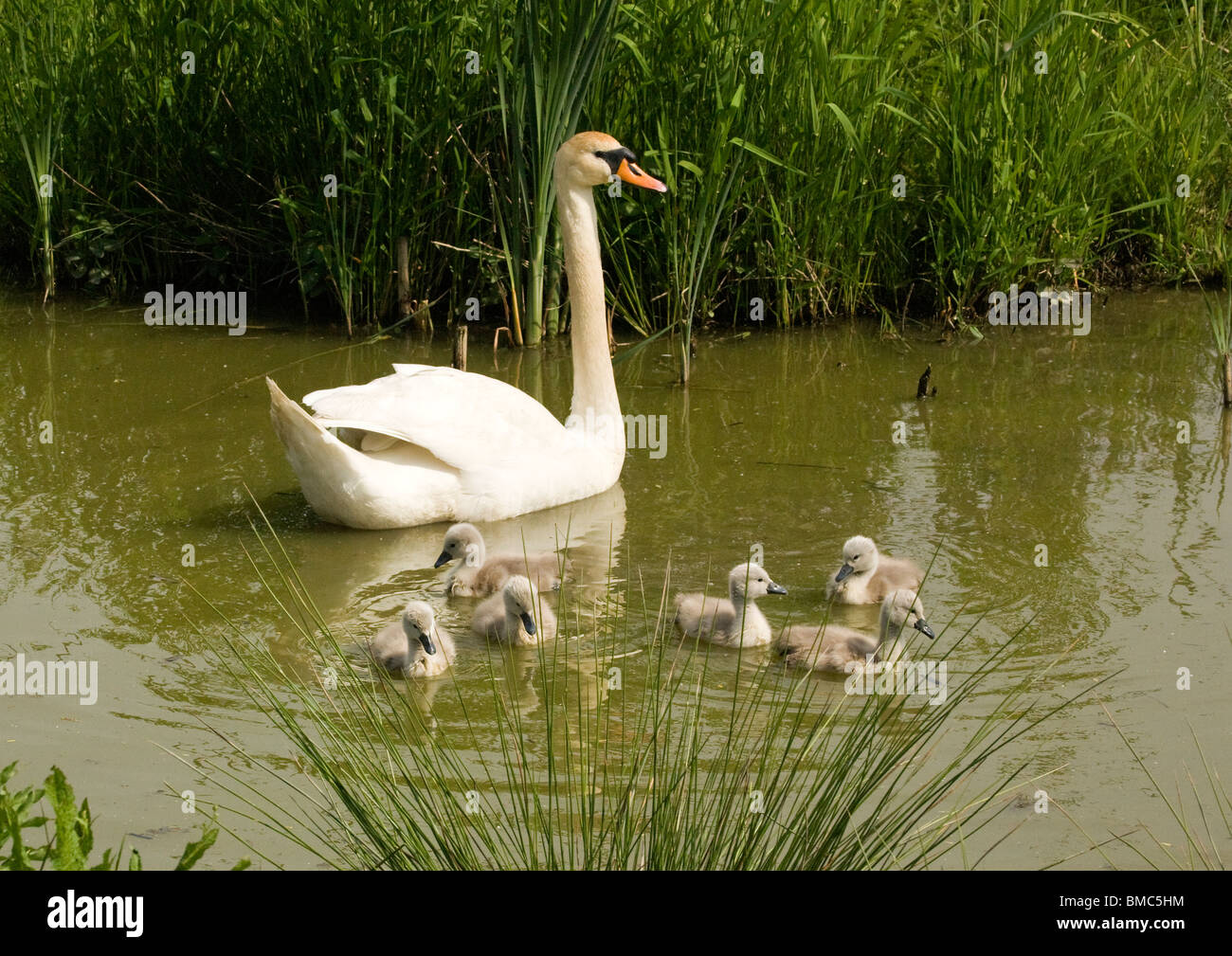 female Mute swan with her cygnets Stock Photo - Alamy