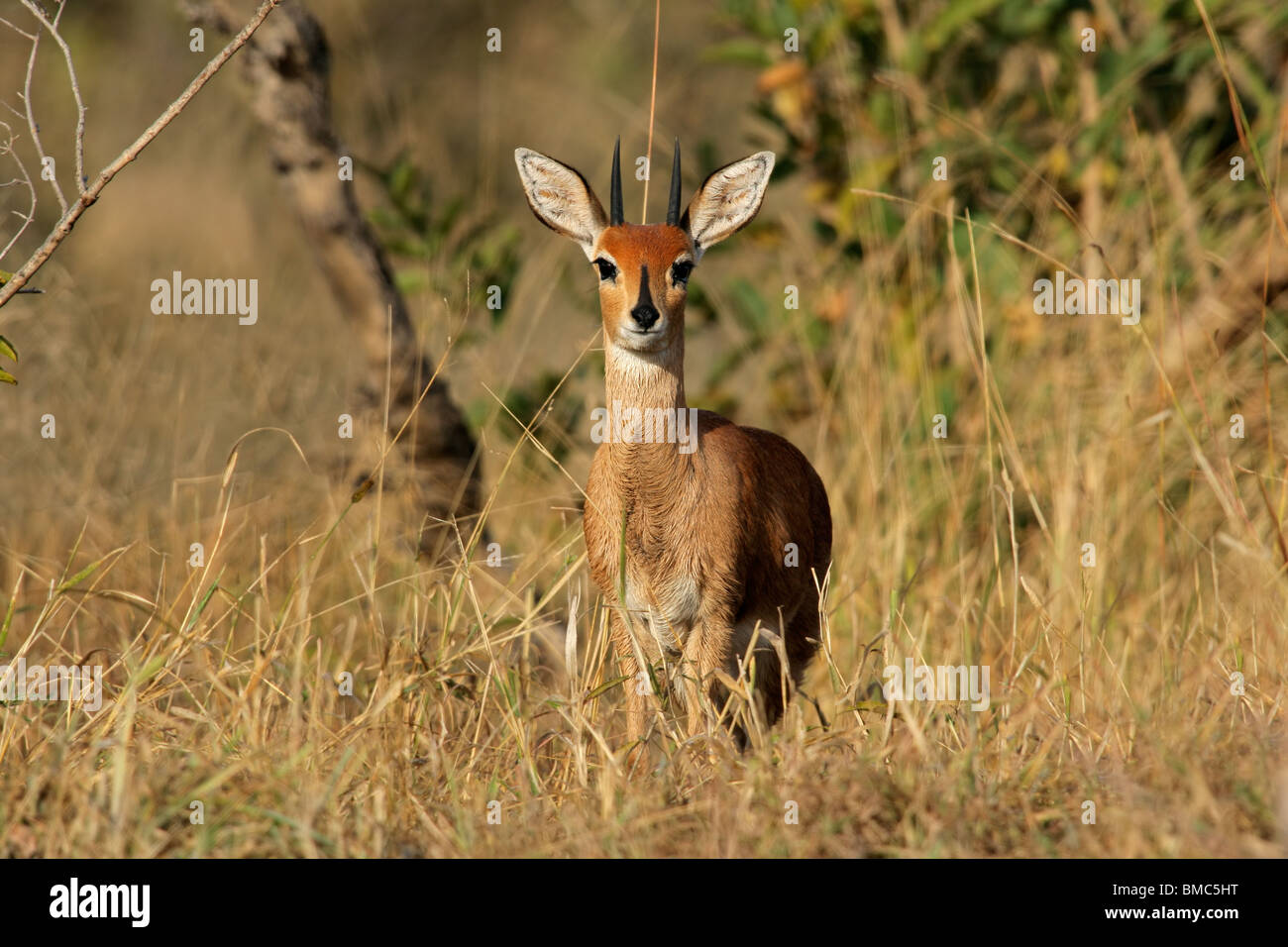 Steenbuck antelope male hi-res stock photography and images - Alamy