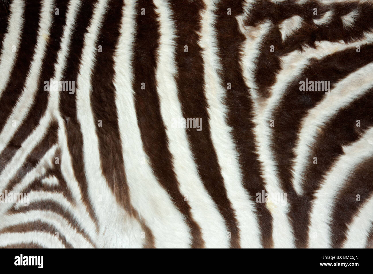 Zebra skin texture hi-res stock photography and images - Alamy