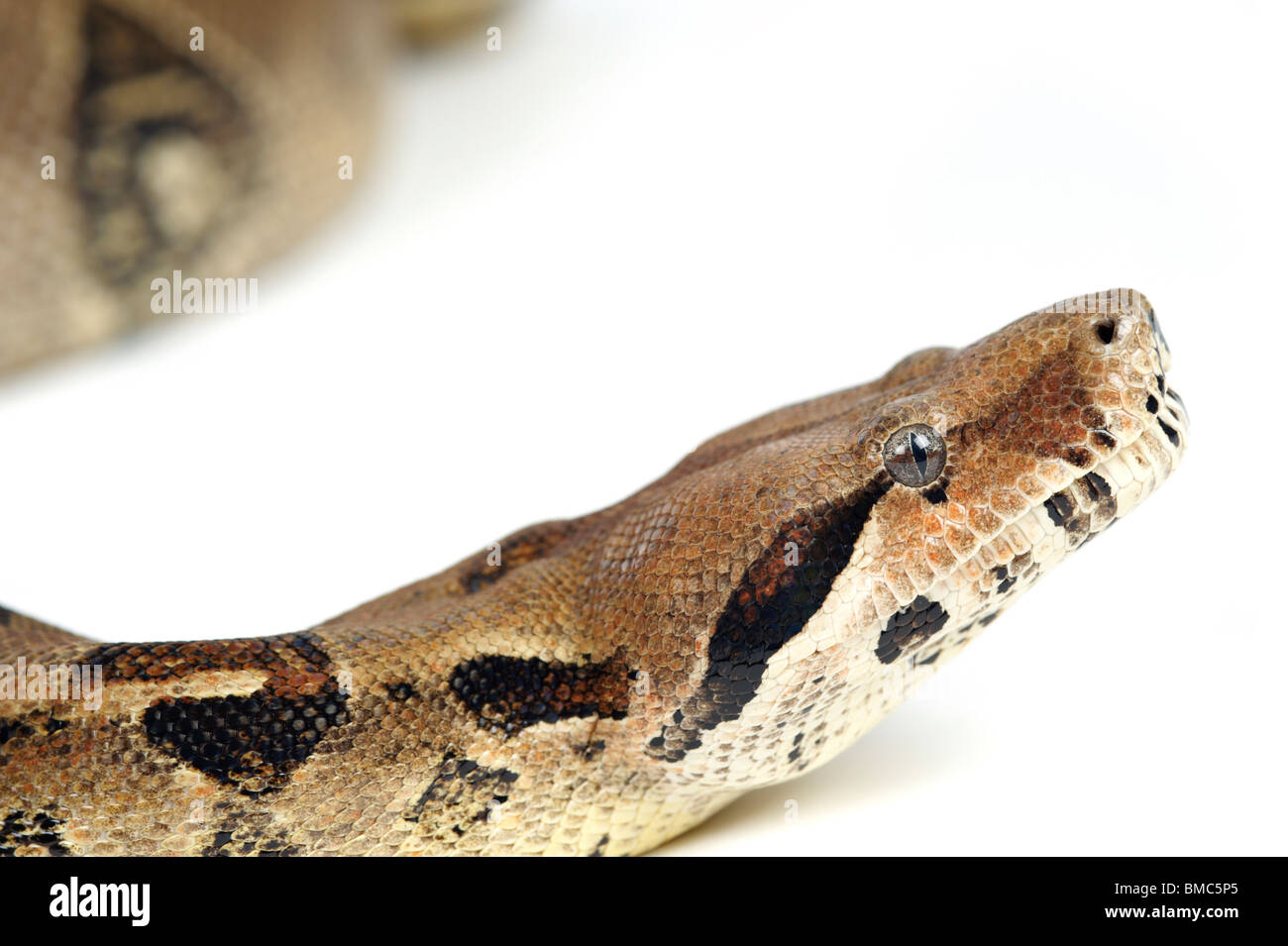 Boa constrictor snake on White Background Stock Photo - Alamy