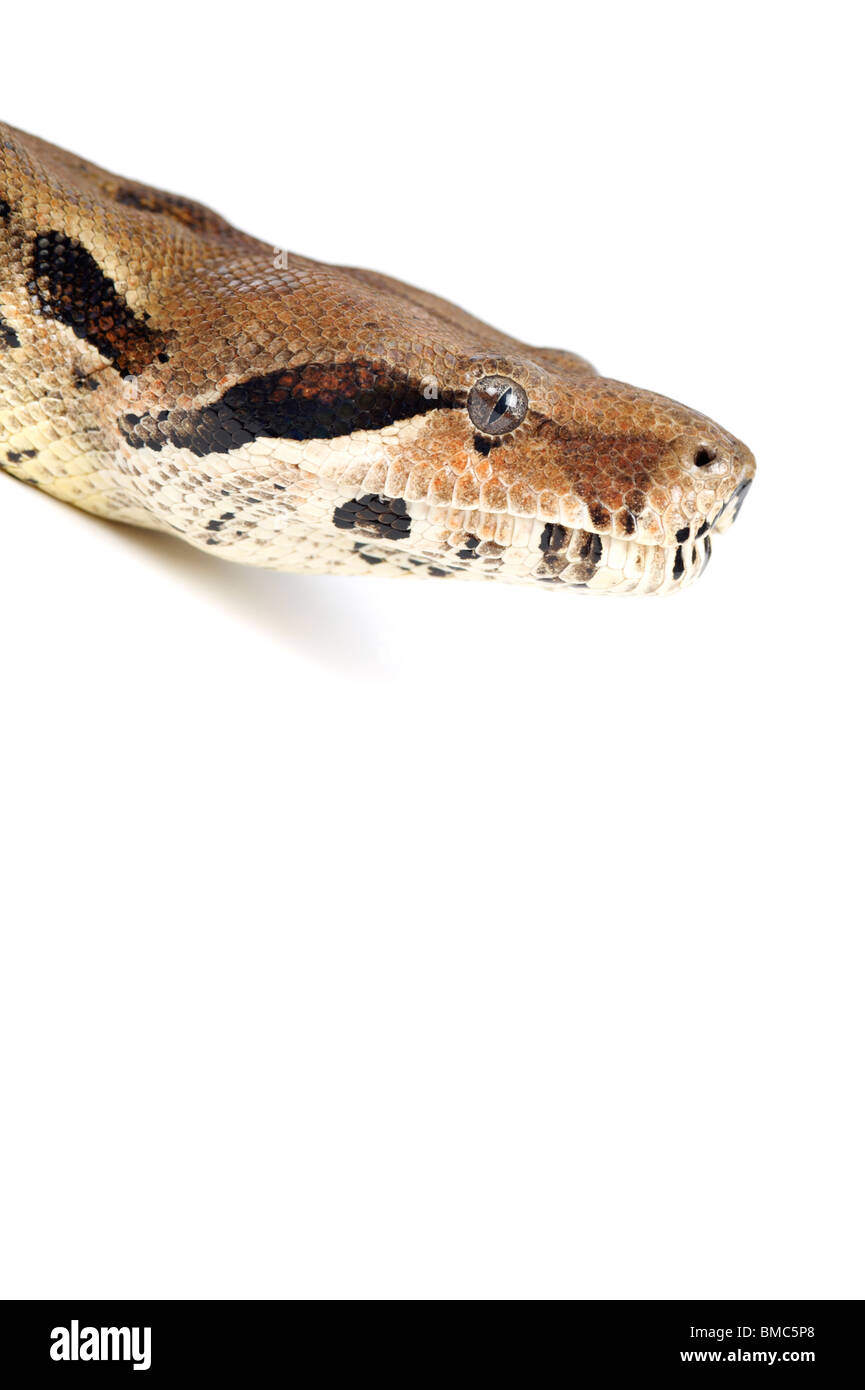 Boa constrictor snake on White Background Stock Photo - Alamy