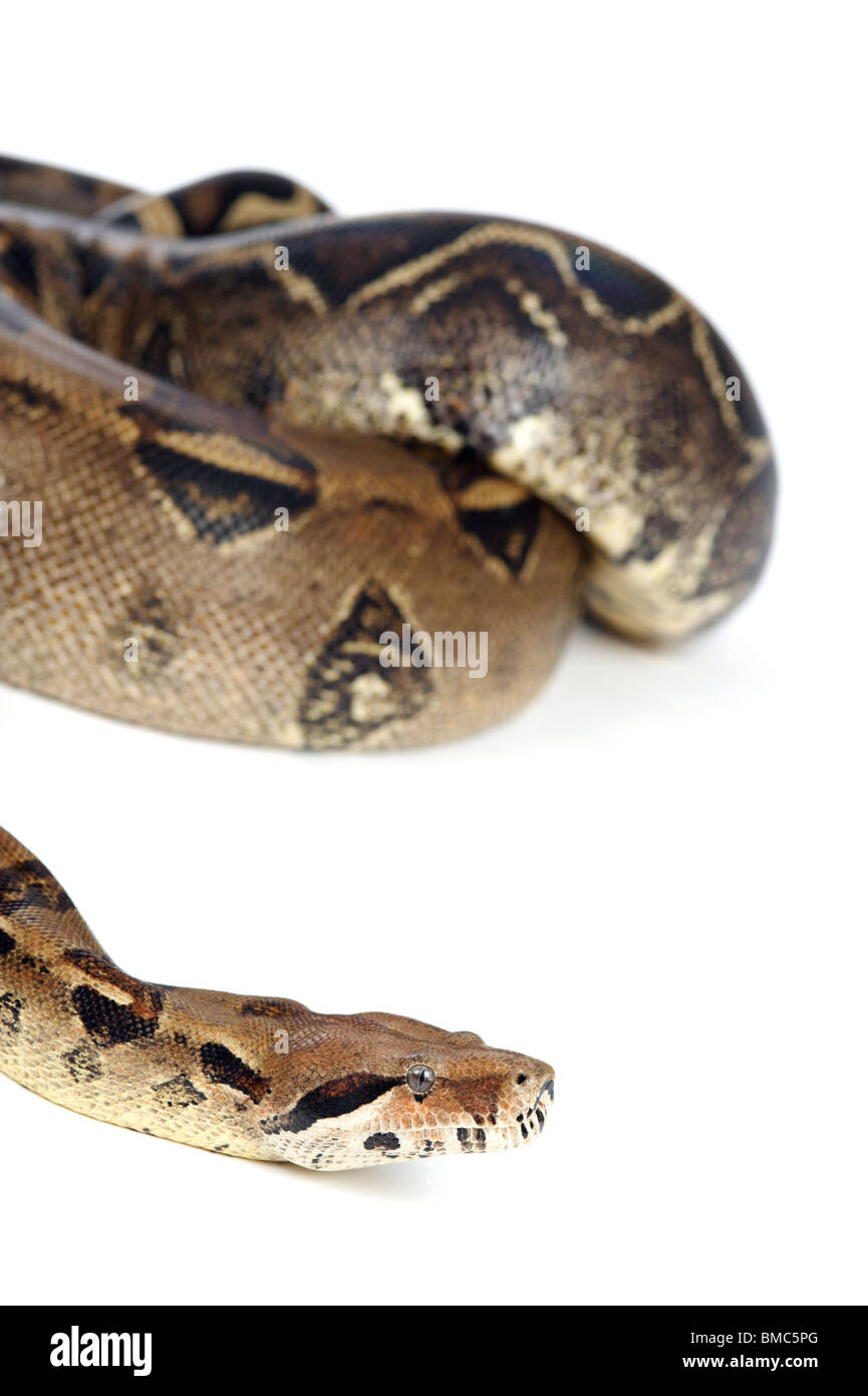 Boa constrictor snake on White Background Stock Photo - Alamy