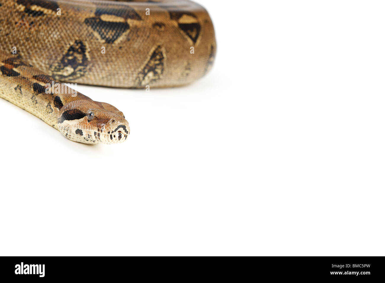 Boa constrictor snake on White Background Stock Photo - Alamy