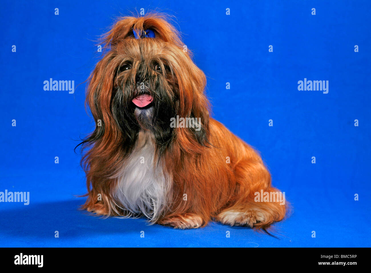 sitzender Shih Tzu / sitting Shih Tzu Stock Photo - Alamy