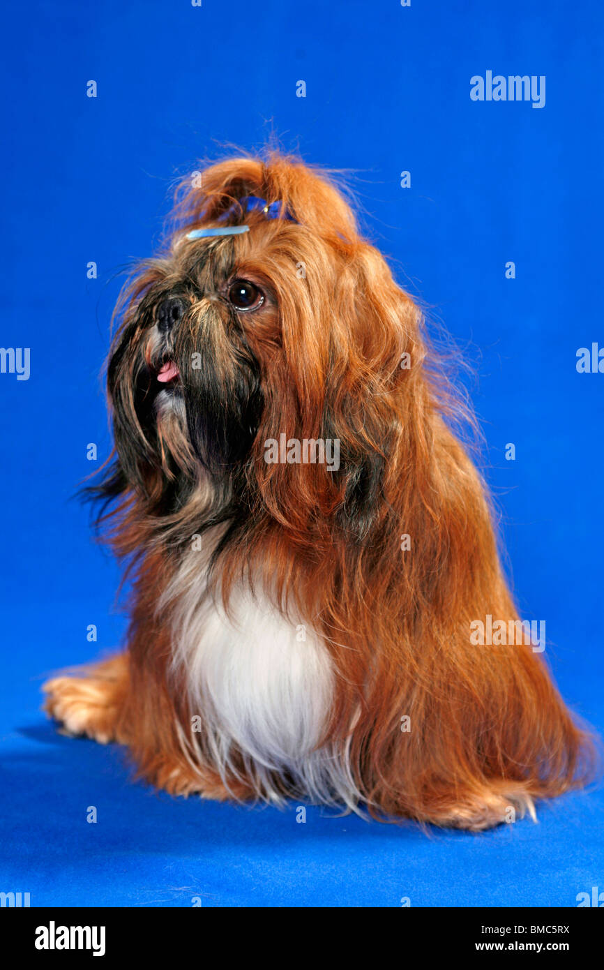 sitzender Shih Tzu / sitting Shih Tzu Stock Photo - Alamy
