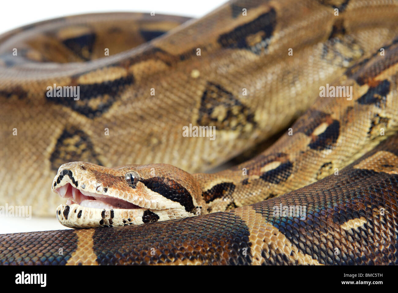 Snakes skin markings hi-res stock photography and images - Alamy
