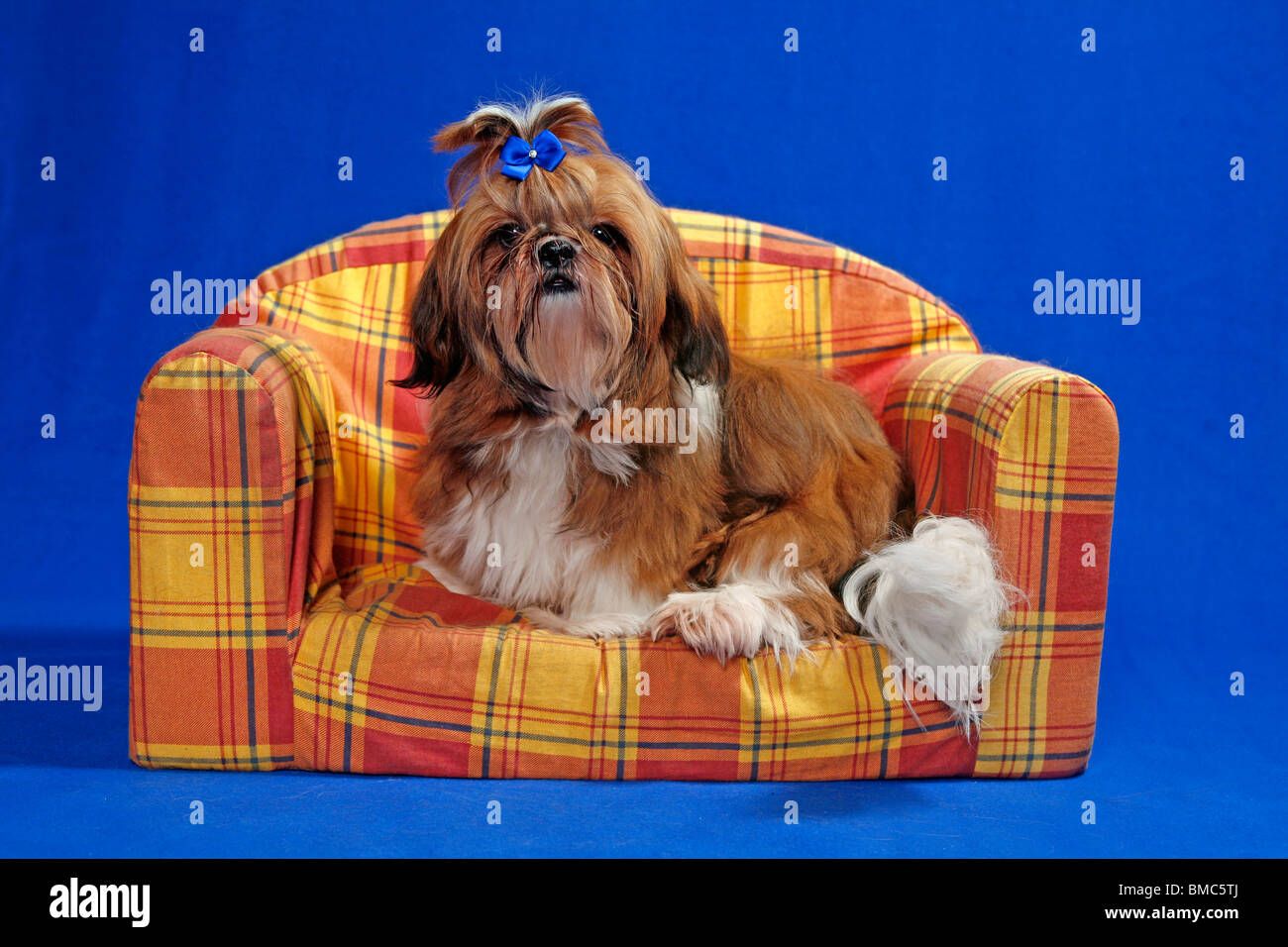 sitzender Shih Tzu / sitting Shih Tzu Stock Photo - Alamy