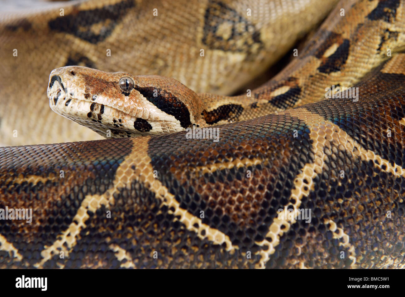 Boa constrictor snake on White Background Stock Photo - Alamy