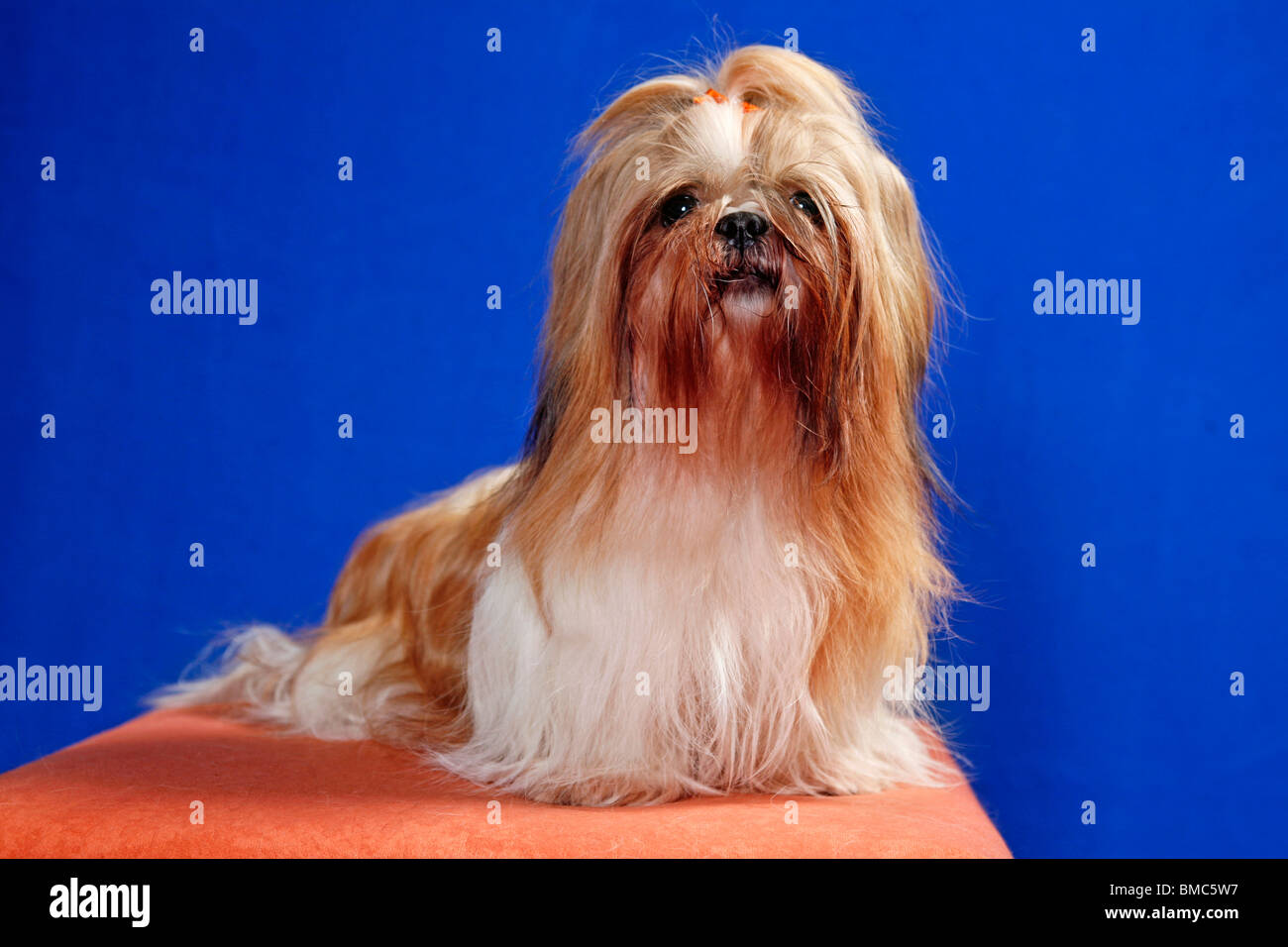 sitzender Shih Tzu / sitting Shih Tzu Stock Photo - Alamy