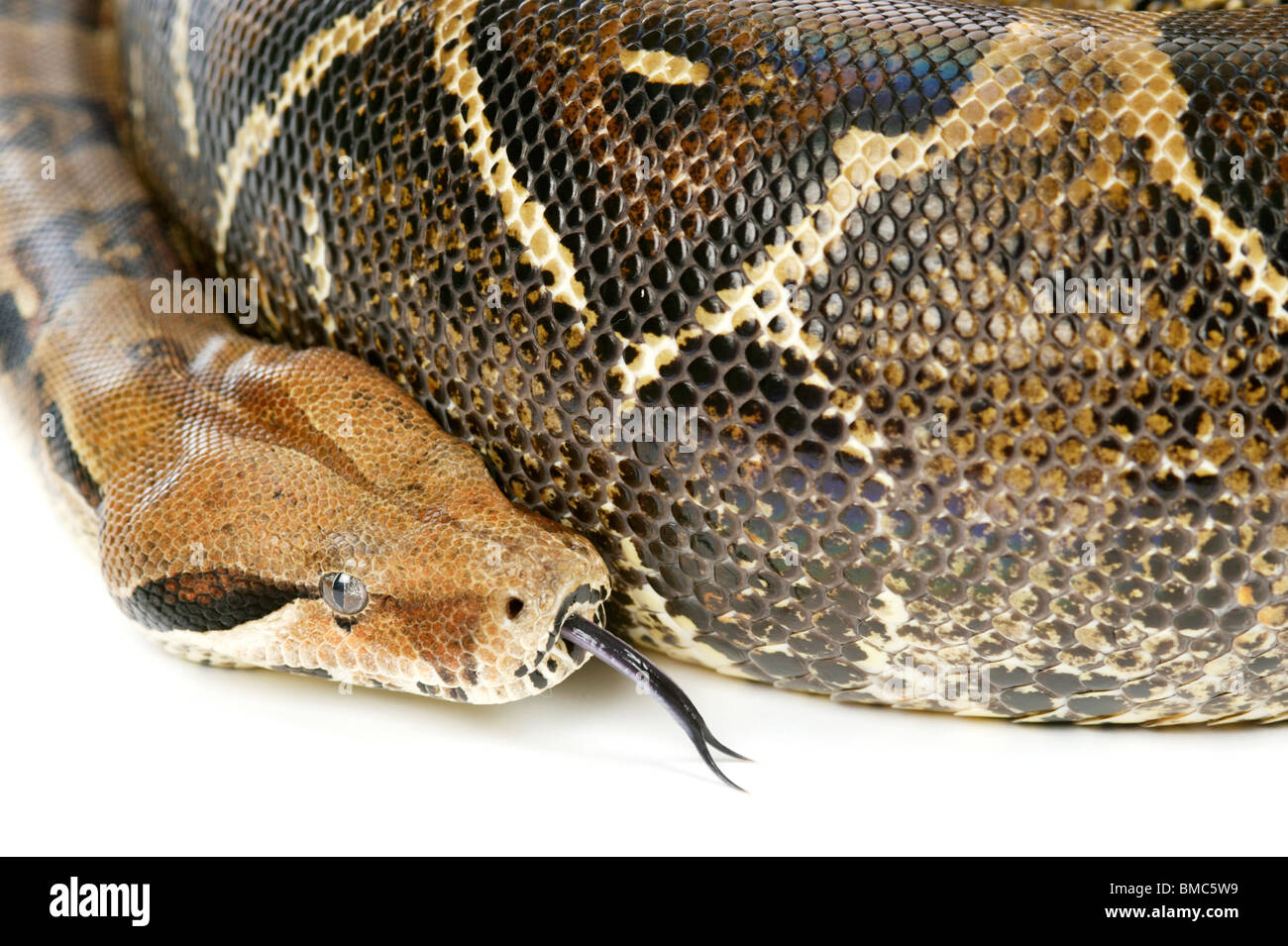 Boa constrictor snake on White Background Stock Photo - Alamy