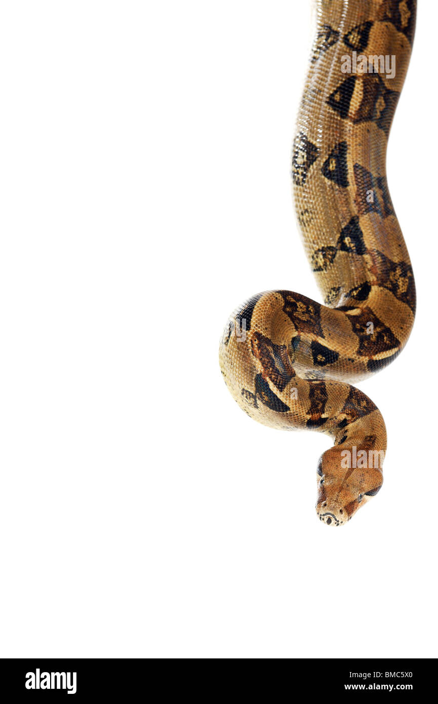 Boa constrictor snake on White Background Stock Photo - Alamy