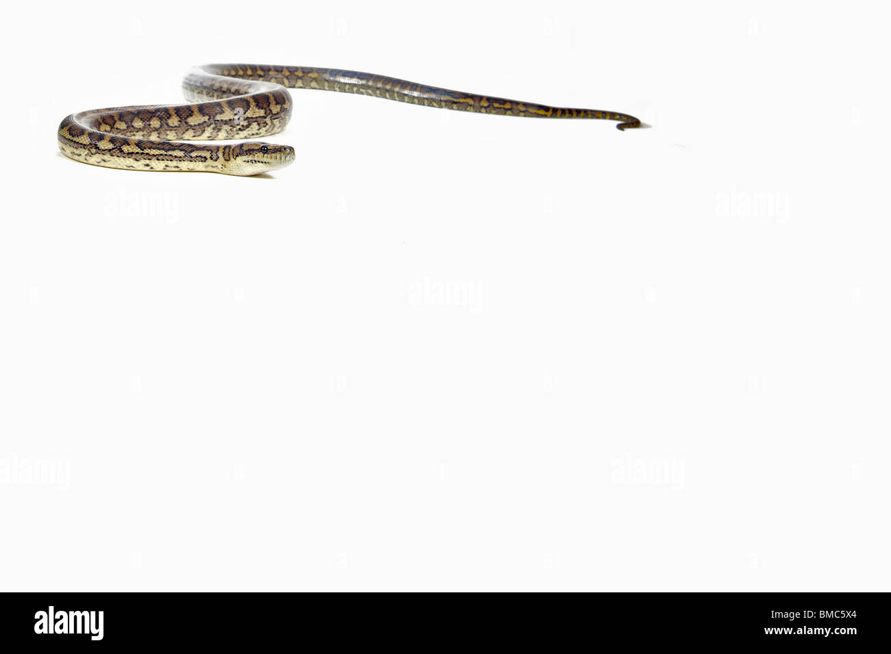 Morelia spilota variegata; Carpet Snake on White Background Stock Photo ...