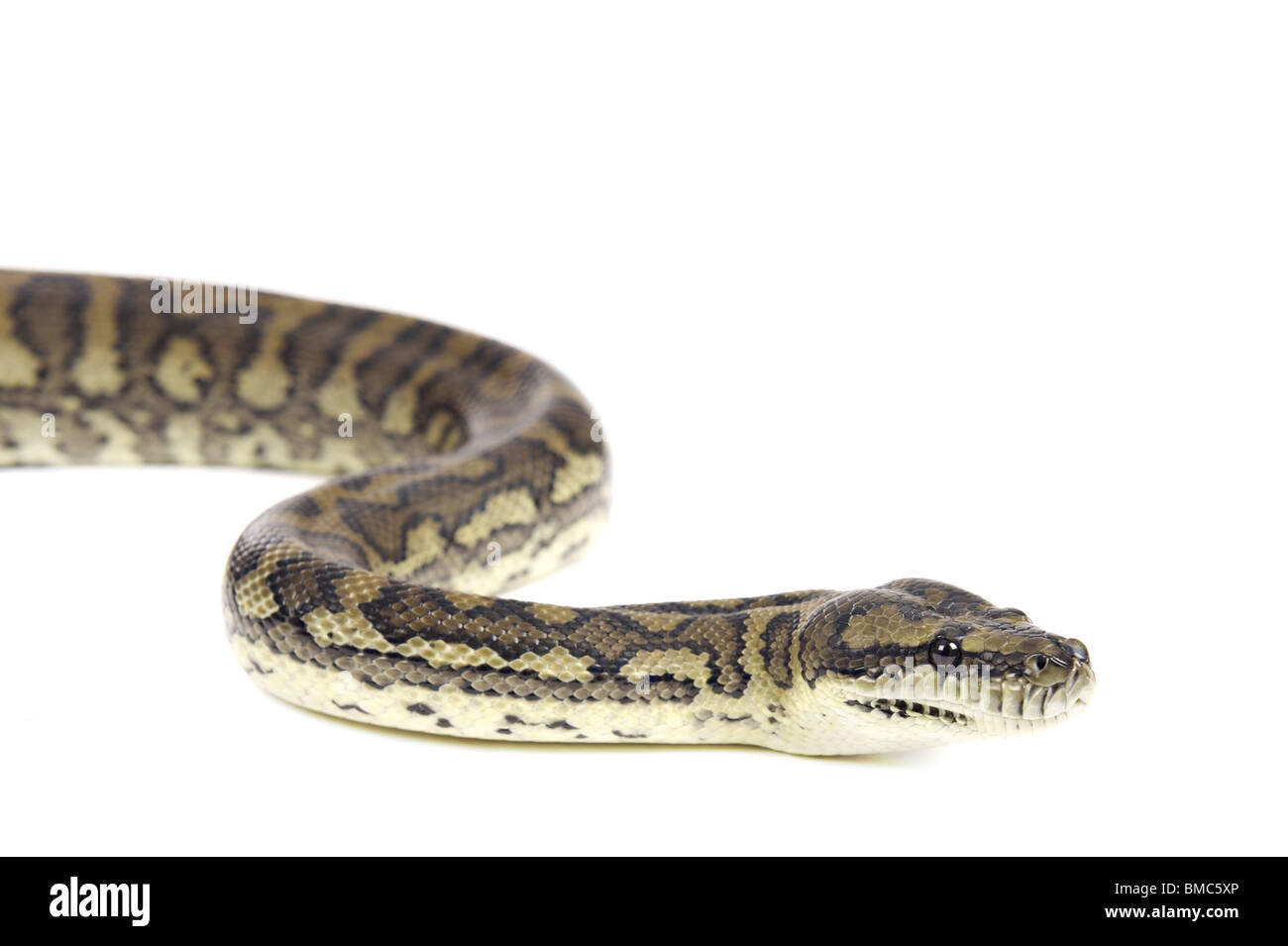 Morelia spilota variegata; Carpet Snake on White Background Stock Photo ...