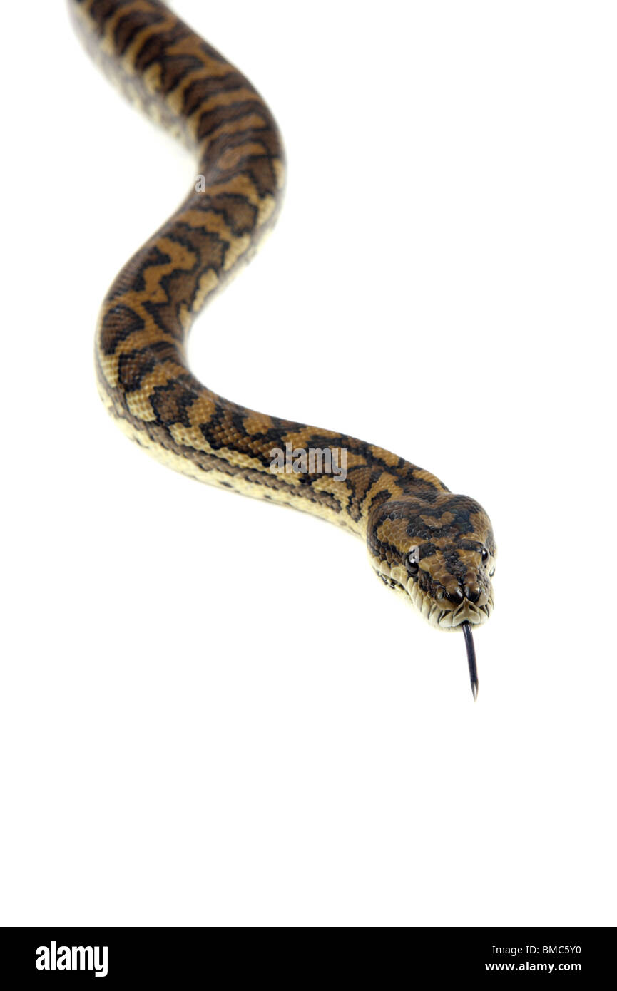 Morelia spilota variegata; Carpet Snake on White Background Stock Photo ...