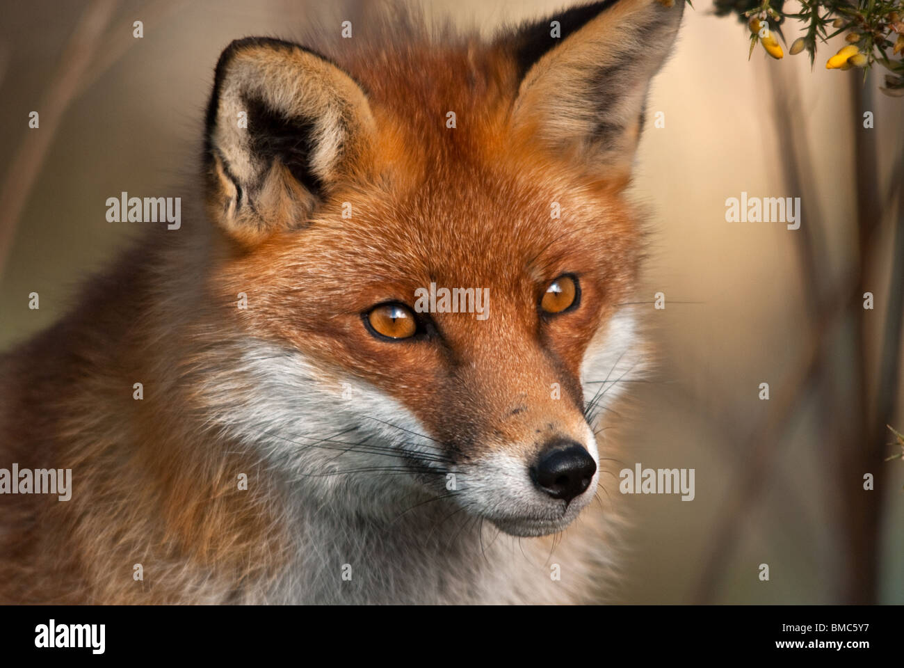 I have a Cunning Plan Stock Photo - Alamy