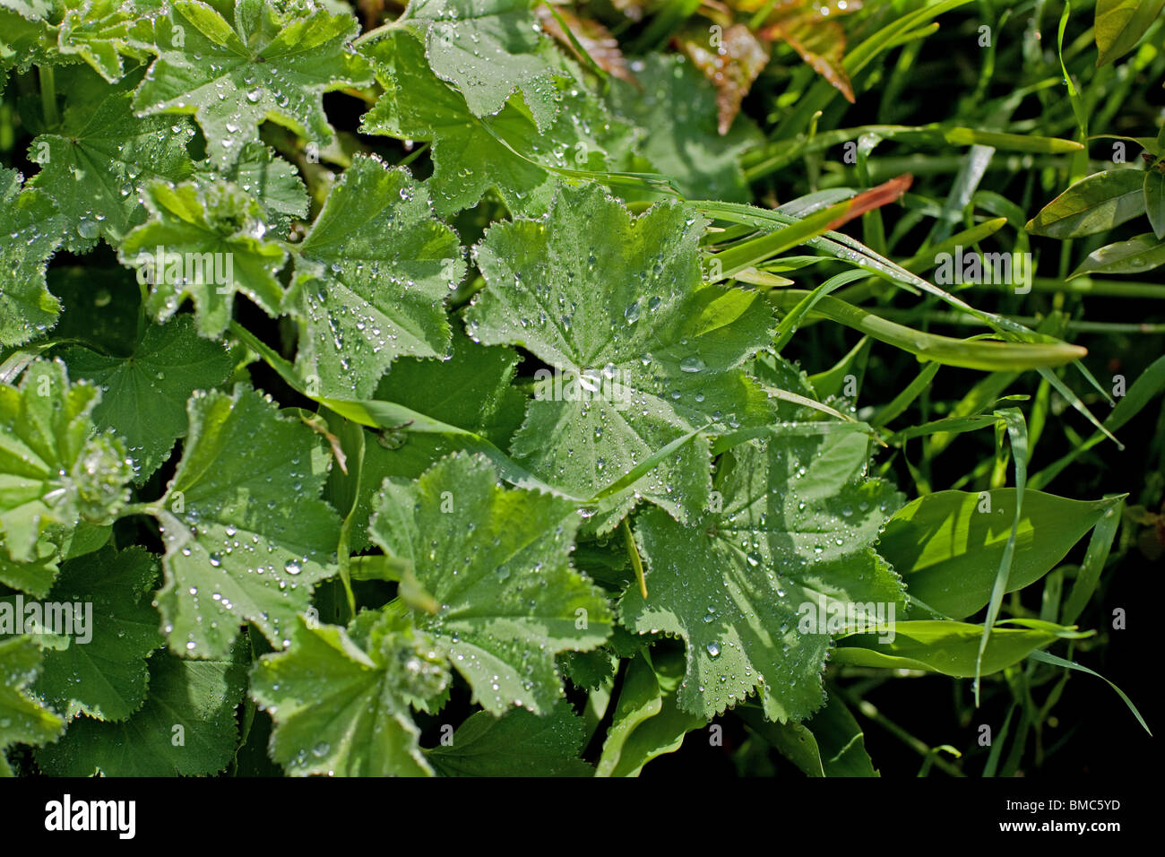 early morning rain water on plants Stock Photo - Alamy